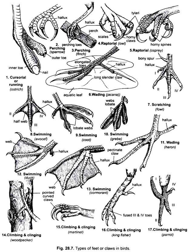 Birds Compilation Of Essays On Birds Vertebrates Chordata Zoology Birds Compilation Of Essays On Birds Vertebrates Chordata Zoology